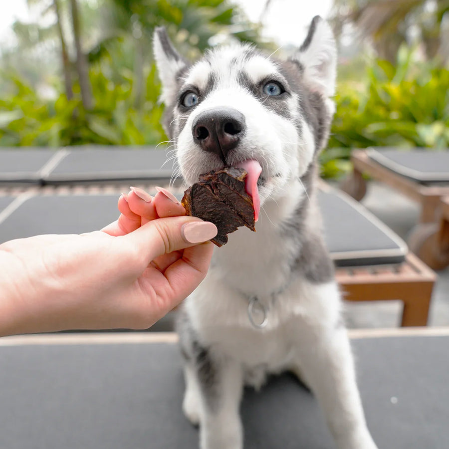 Barker Bites Bazo de Res